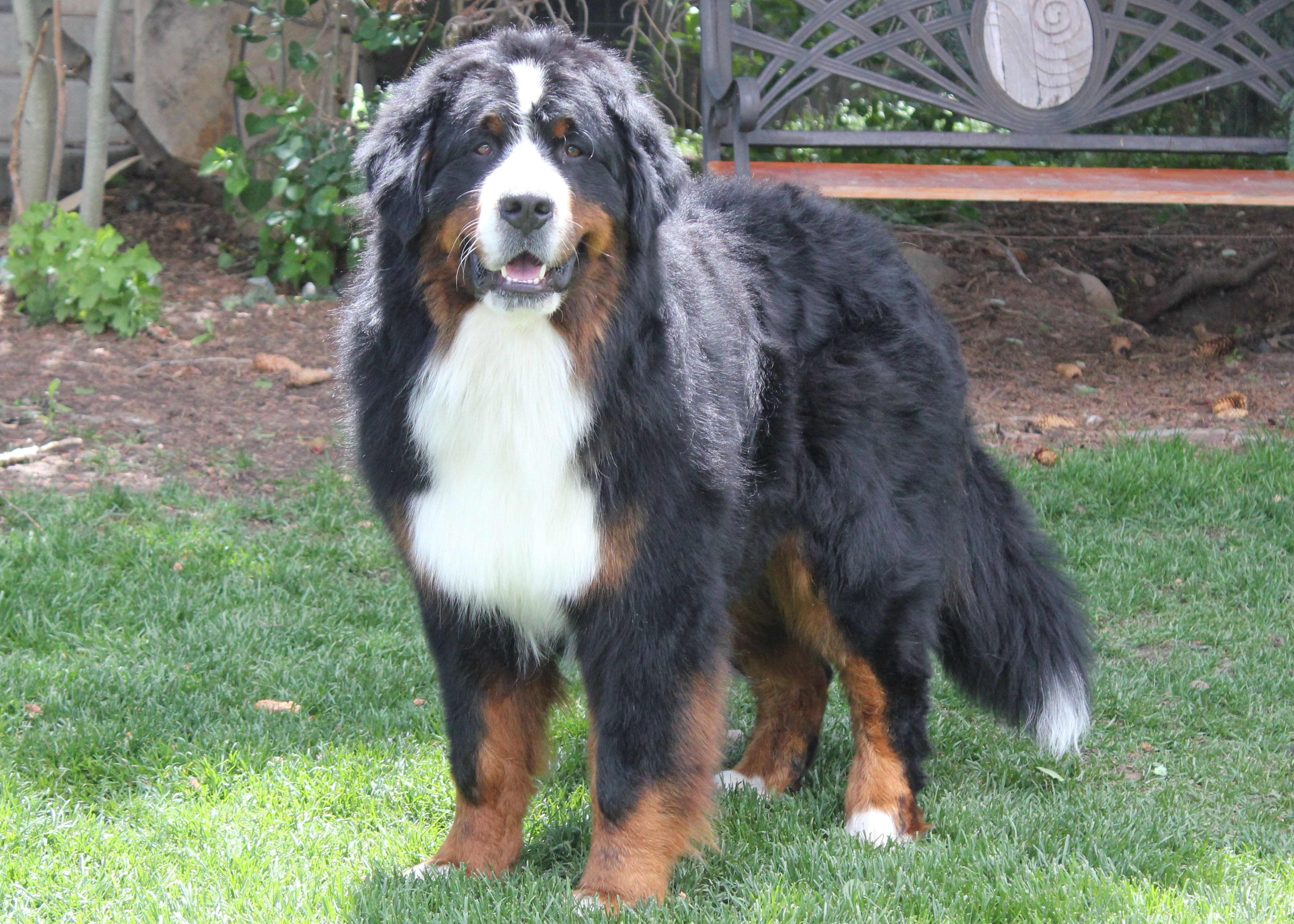 "Bernese Mountain Dogs Powder Keg Farm Utah"