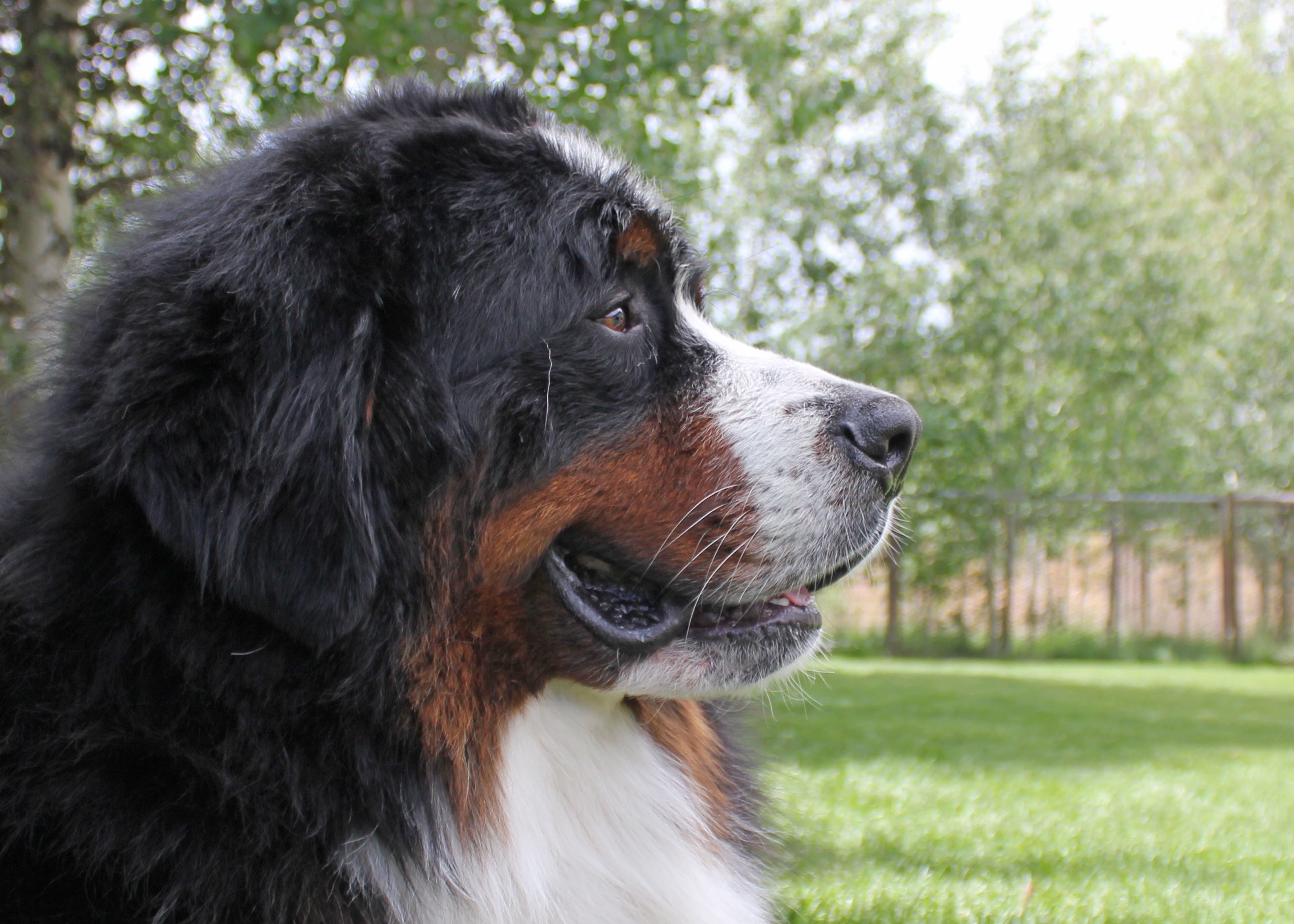 Our Dogs | Powder Keg Farm Bernese Bernese Mountain Dog Breeding, Utah